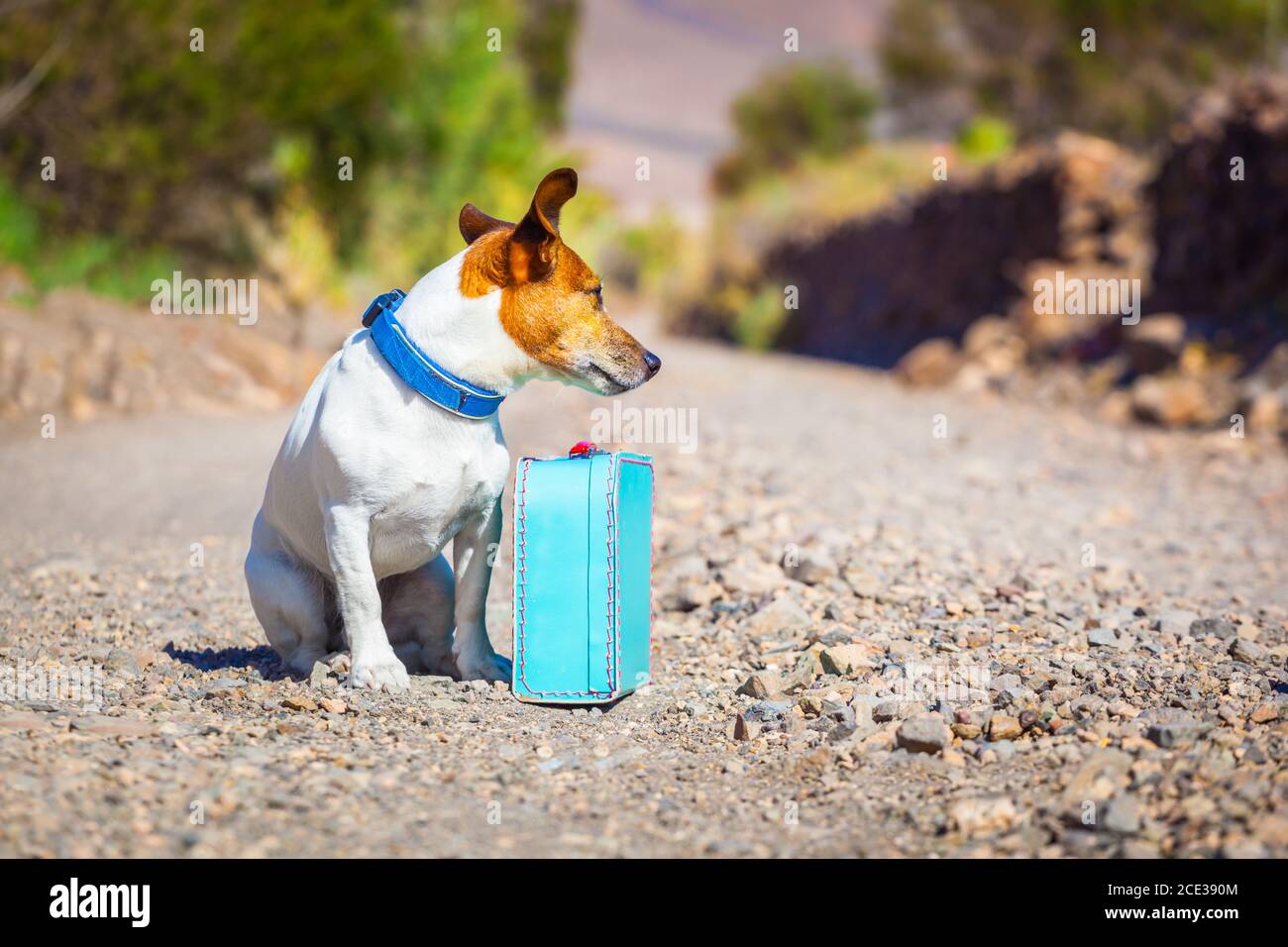 abandoned and lost dog Stock Photo - Alamy