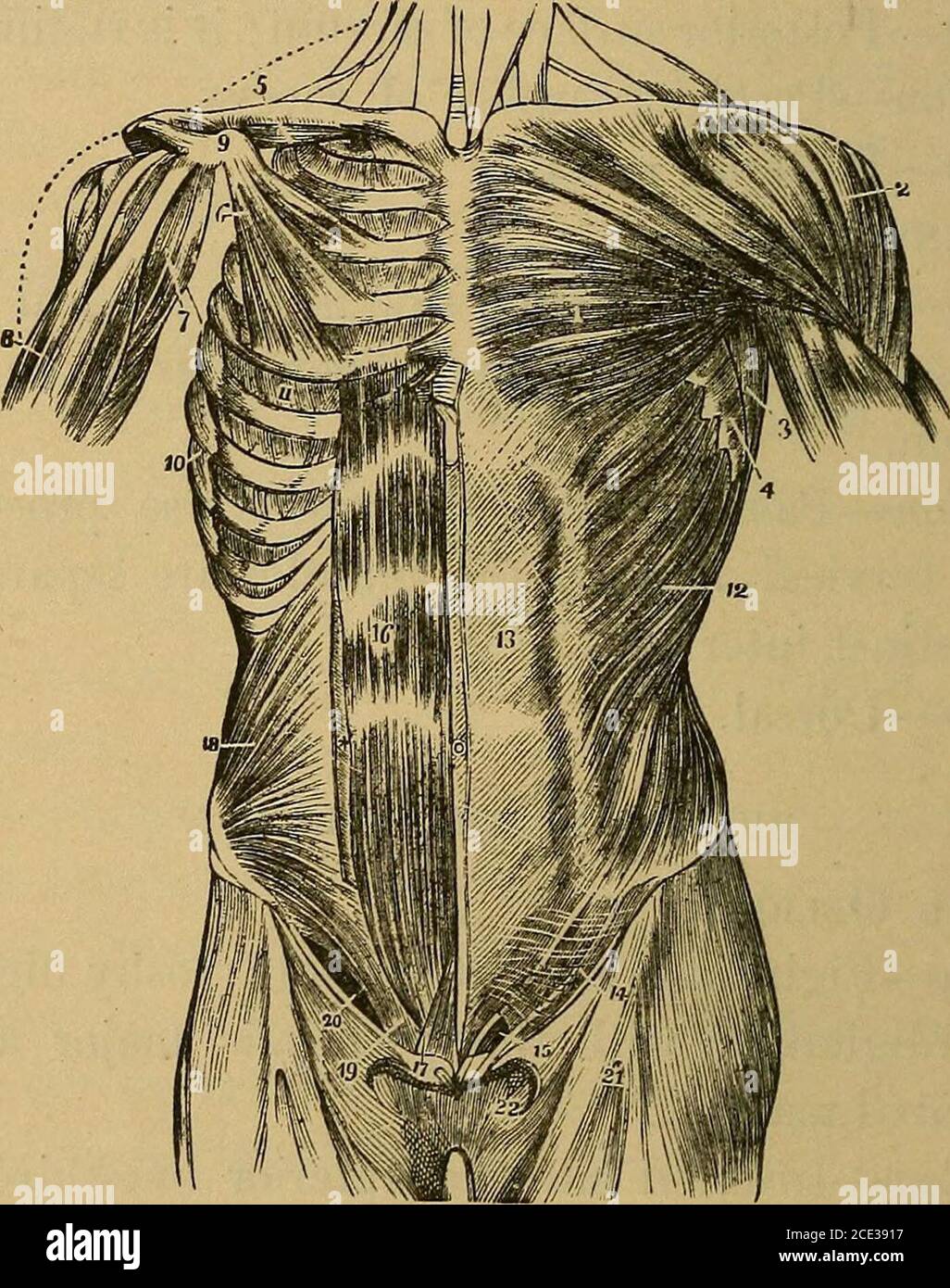 Internal Oblique Origin And Insertion