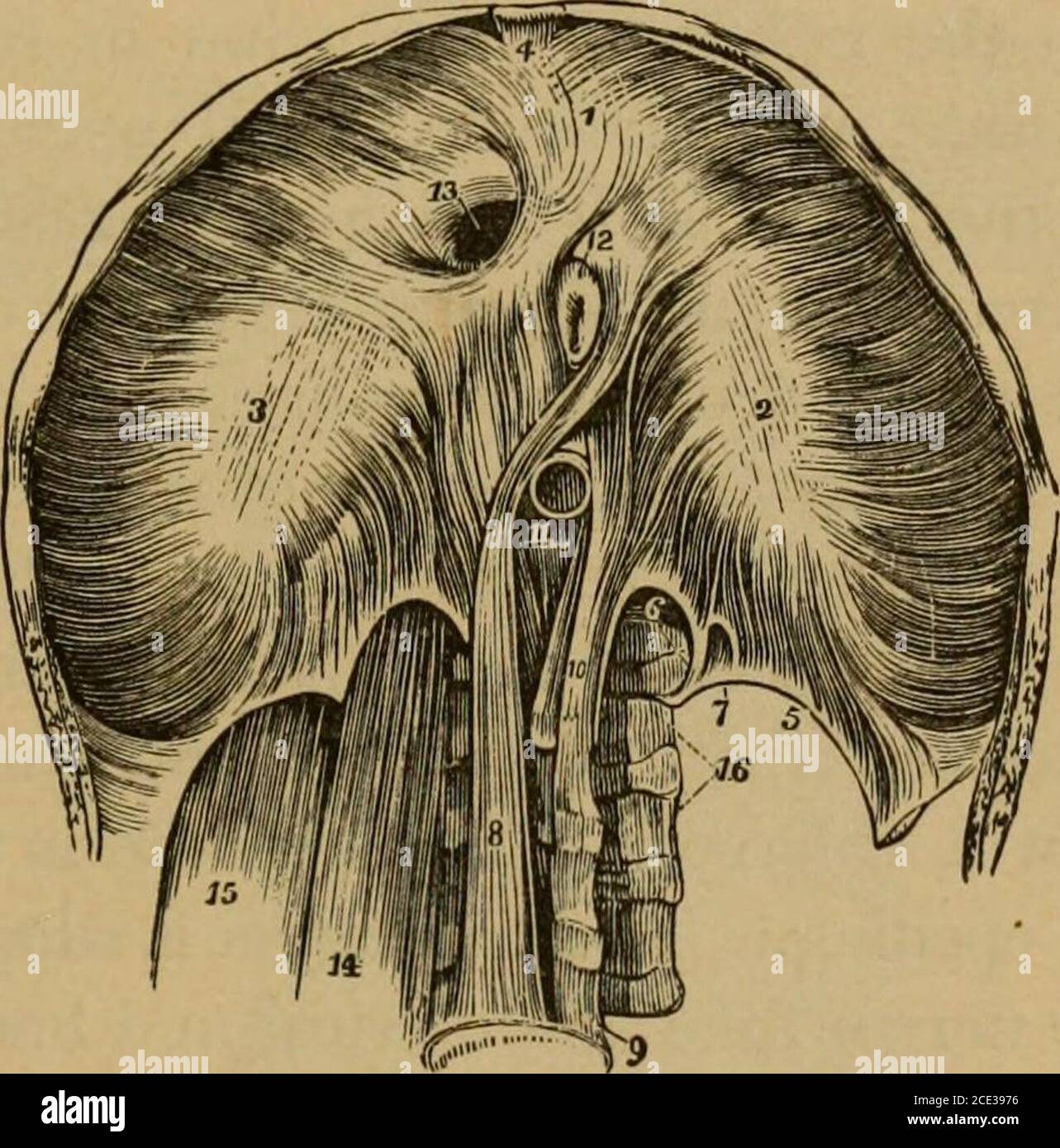 . A treatise on practical anatomy: for students of anatomy and surgery ...