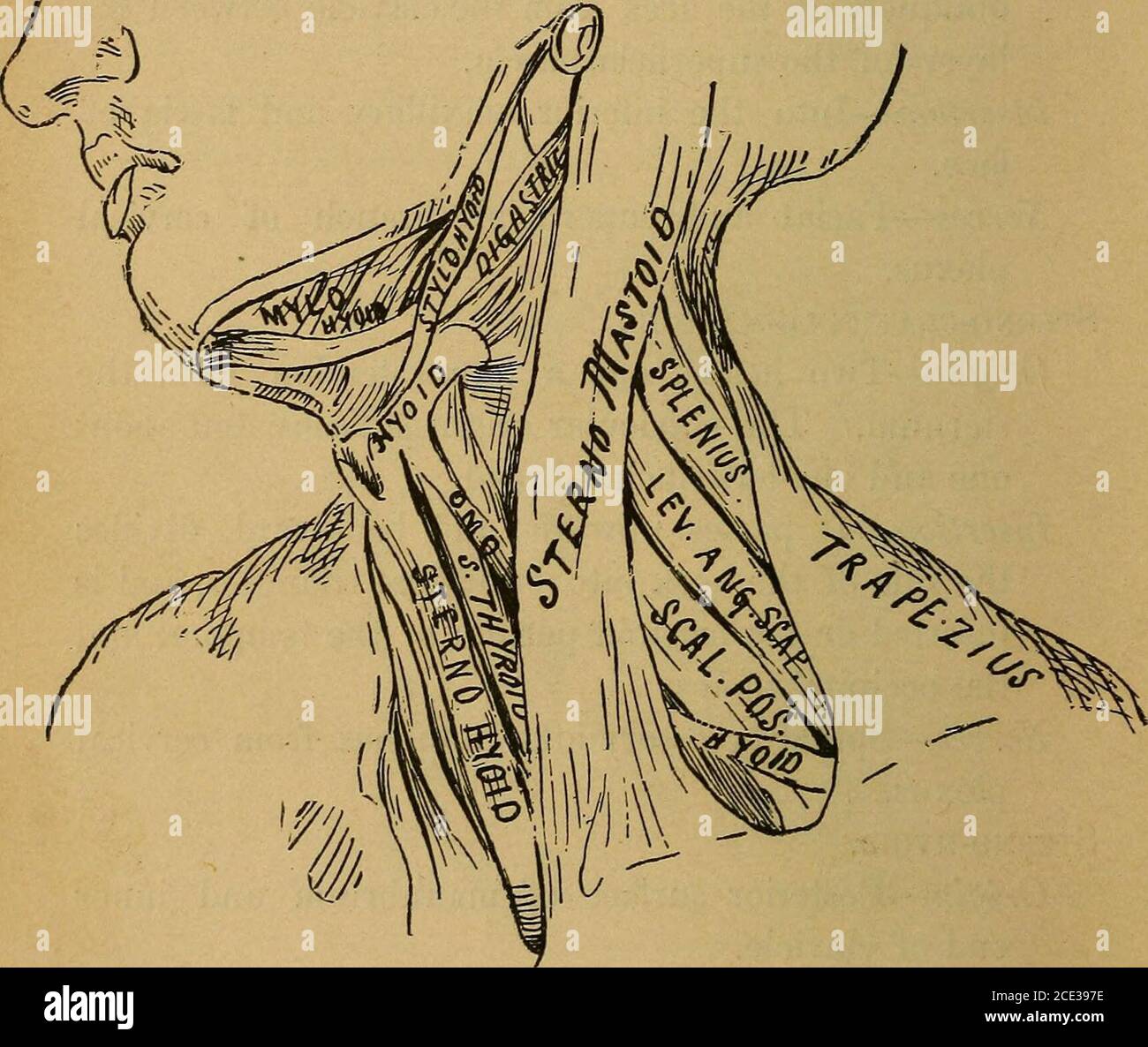 . A treatise on practical anatomy: for students of anatomy and surgery ...