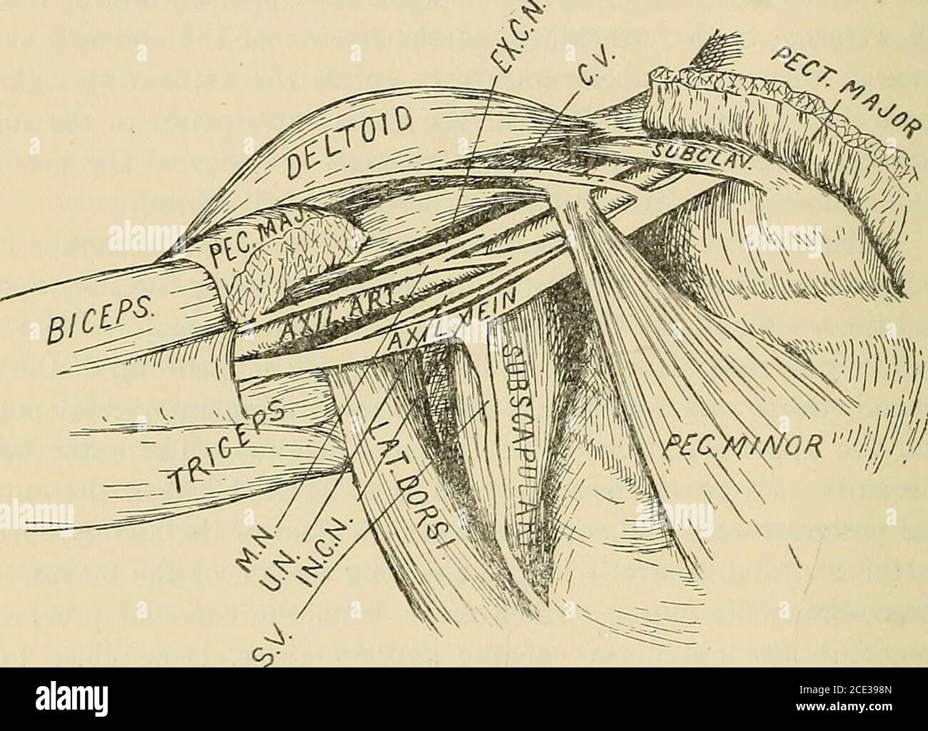 . Operative surgery, for students and practitioners . inuous with the ...