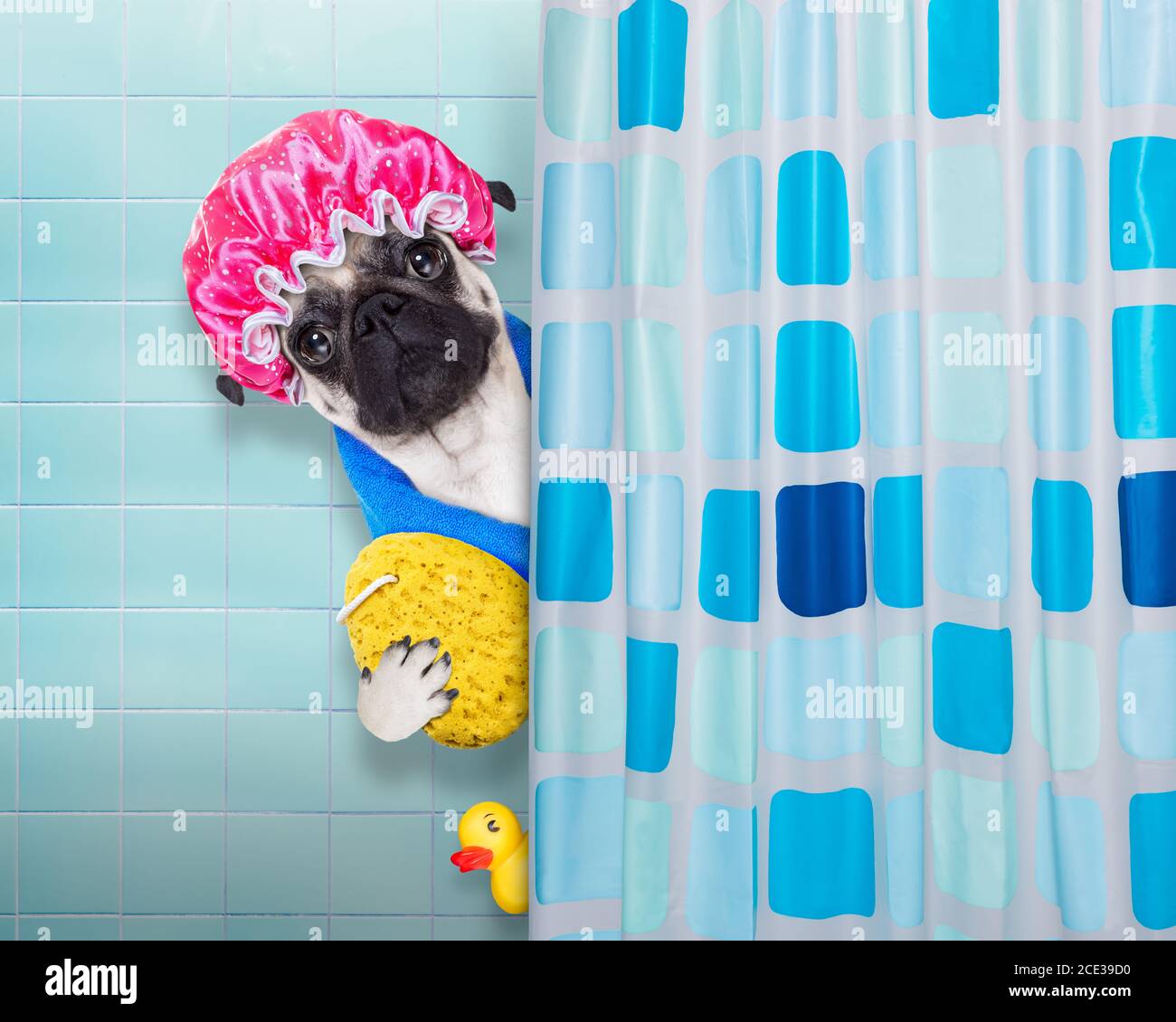dog in shower Stock Photo - Alamy