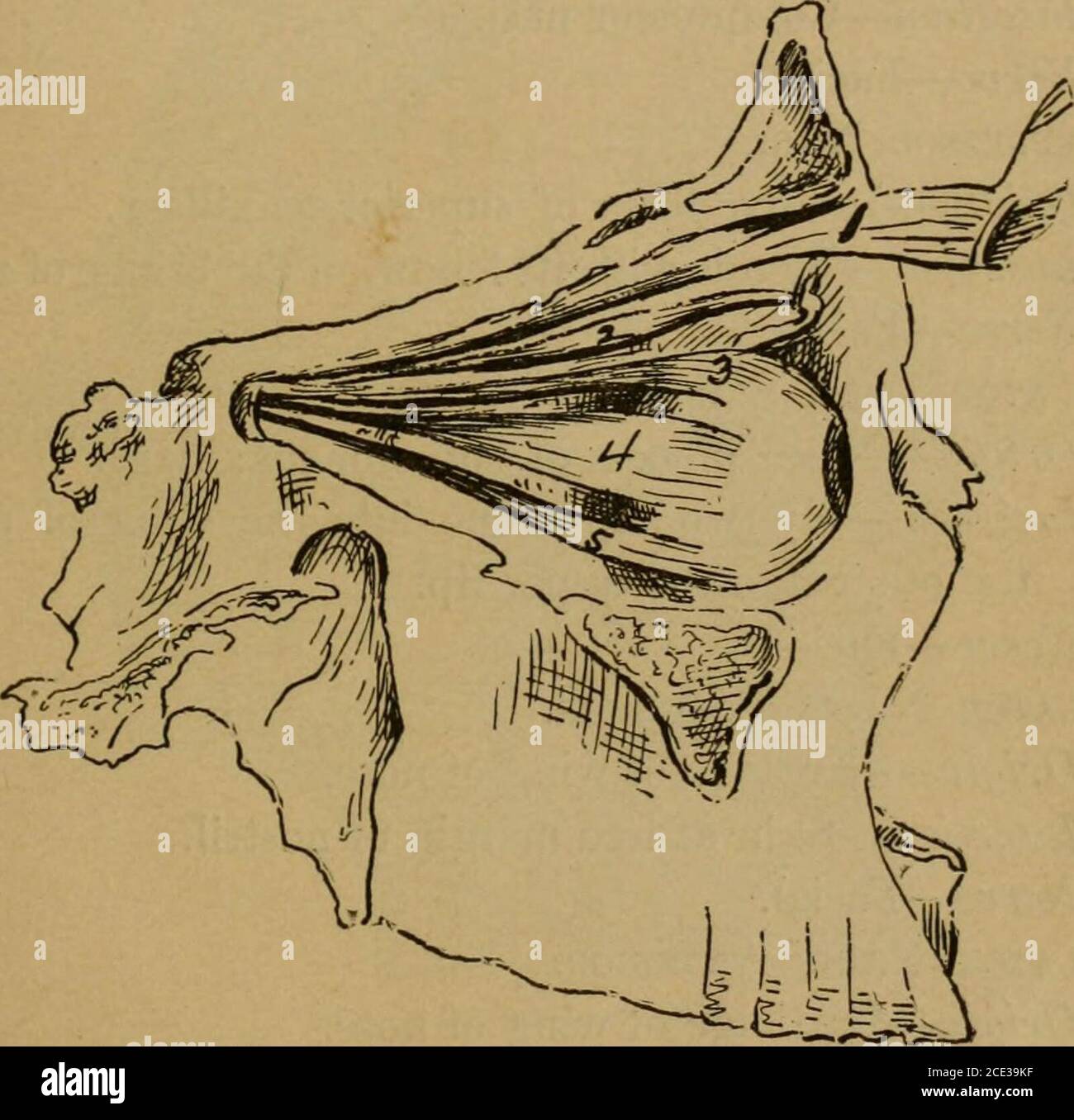 . A treatise on practical anatomy: for students of anatomy and surgery ...