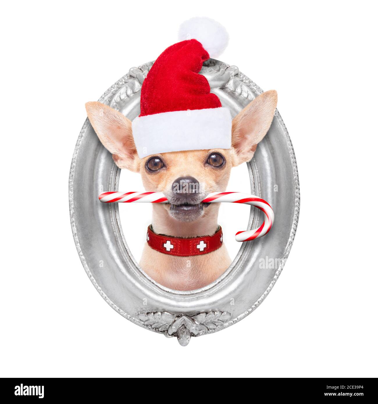 christmas dog as santa claus Stock Photo - Alamy