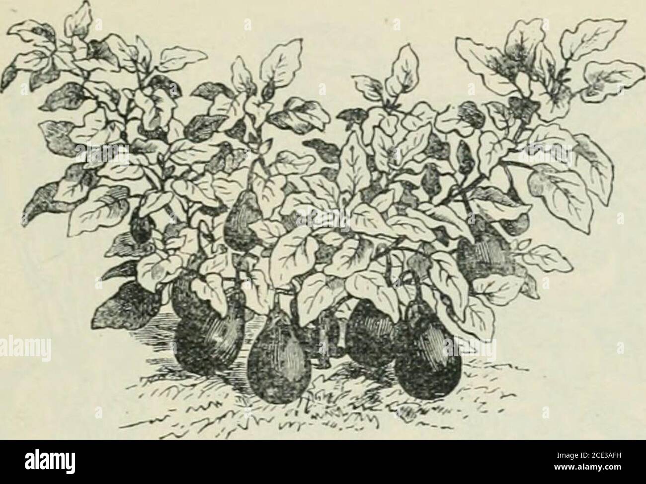 Flower Vegetables Examples