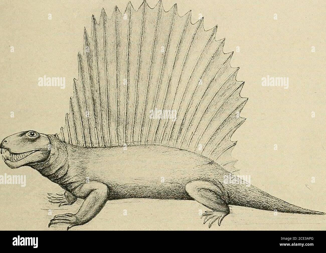 Bookidwaterreptilesofp1914will hi-res stock photography and images - Alamy