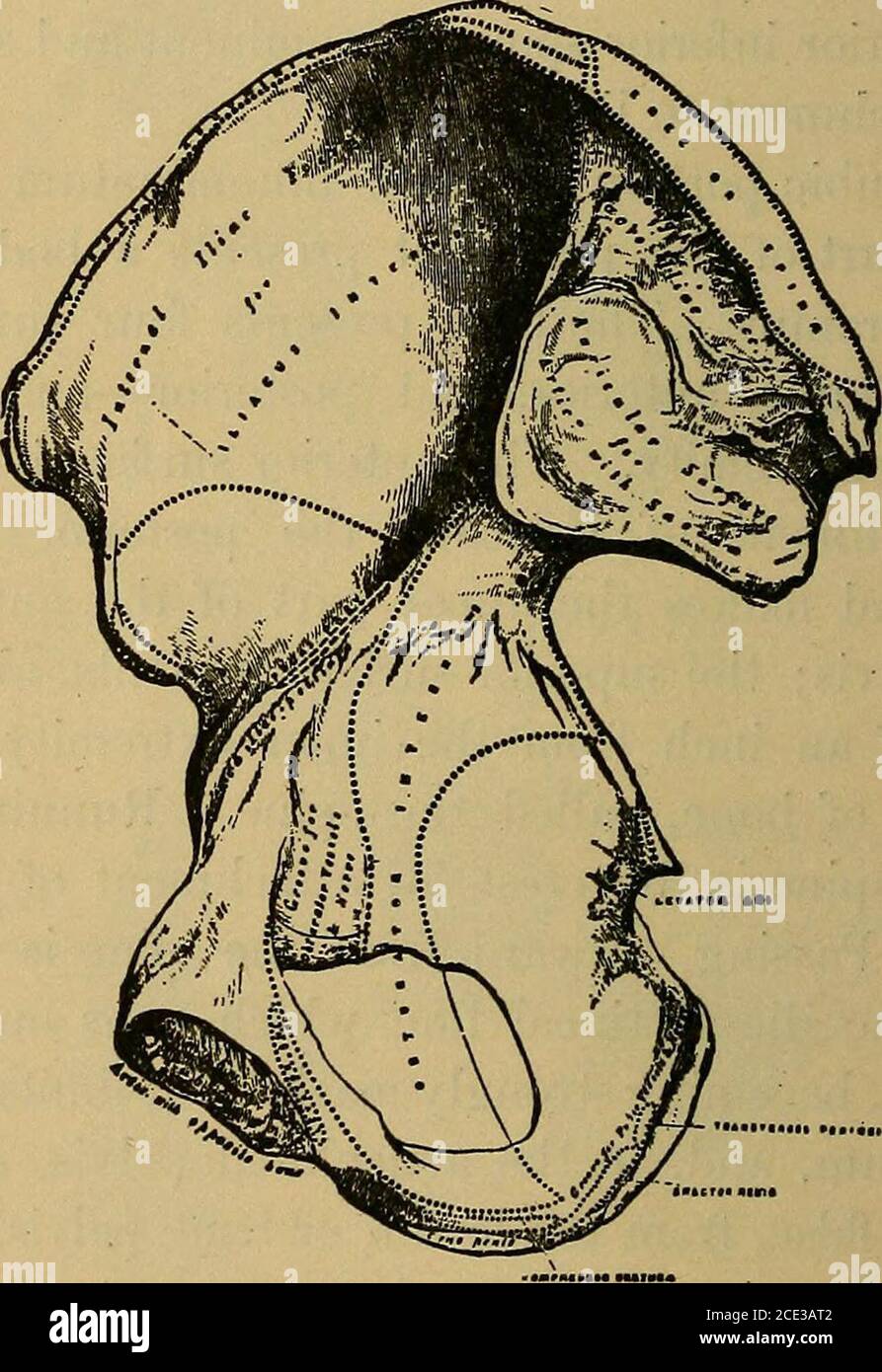 Interarticular hi-res stock photography and images - Alamy