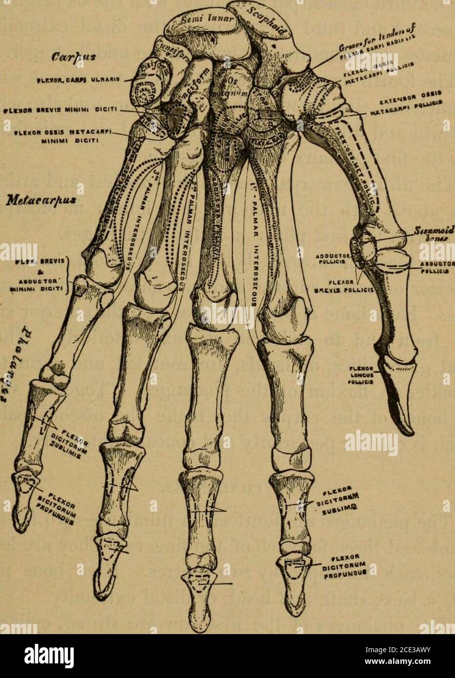 Unciform hi-res stock photography and images - Alamy