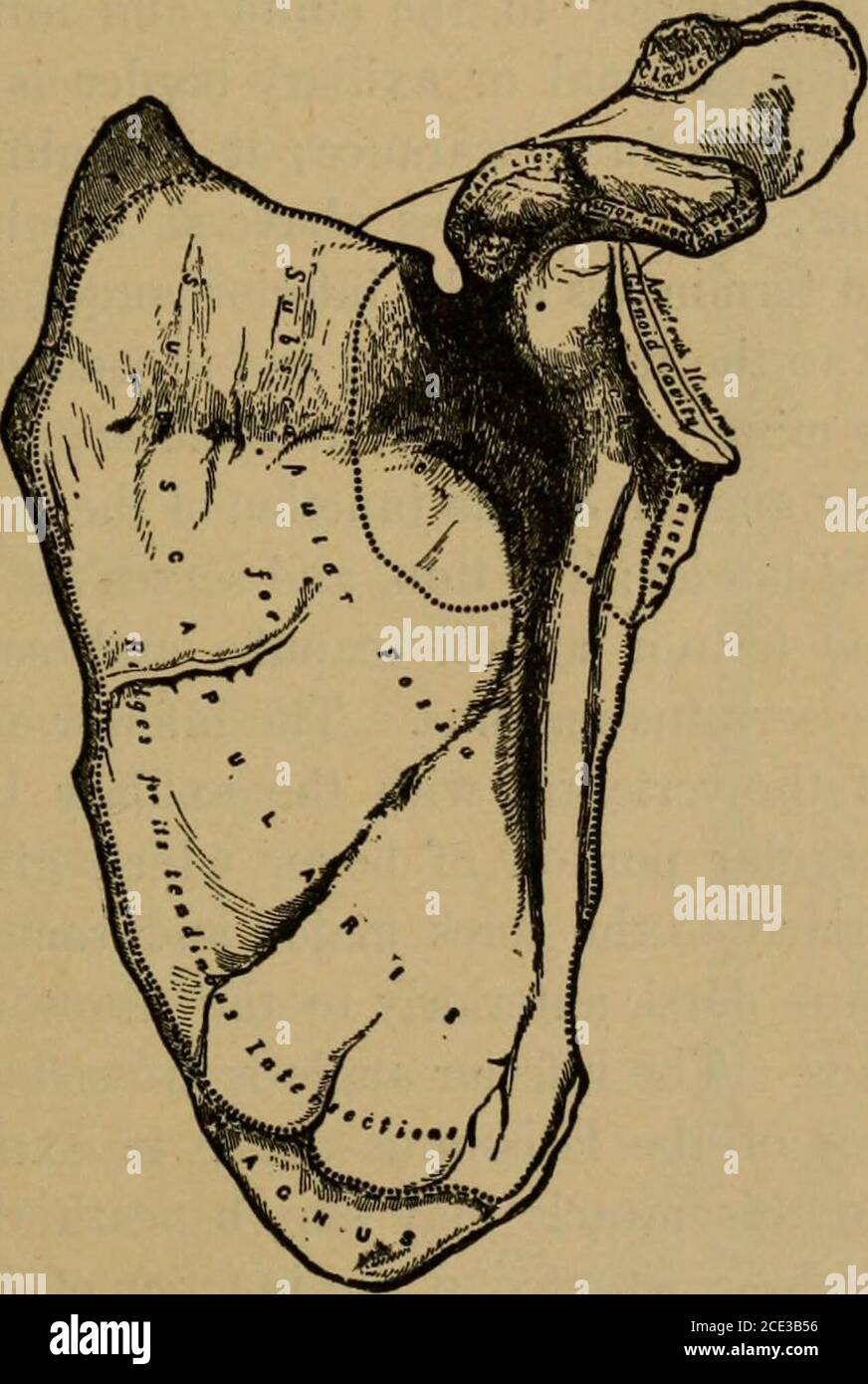 . A treatise on practical anatomy: for students of anatomy and surgery ...
