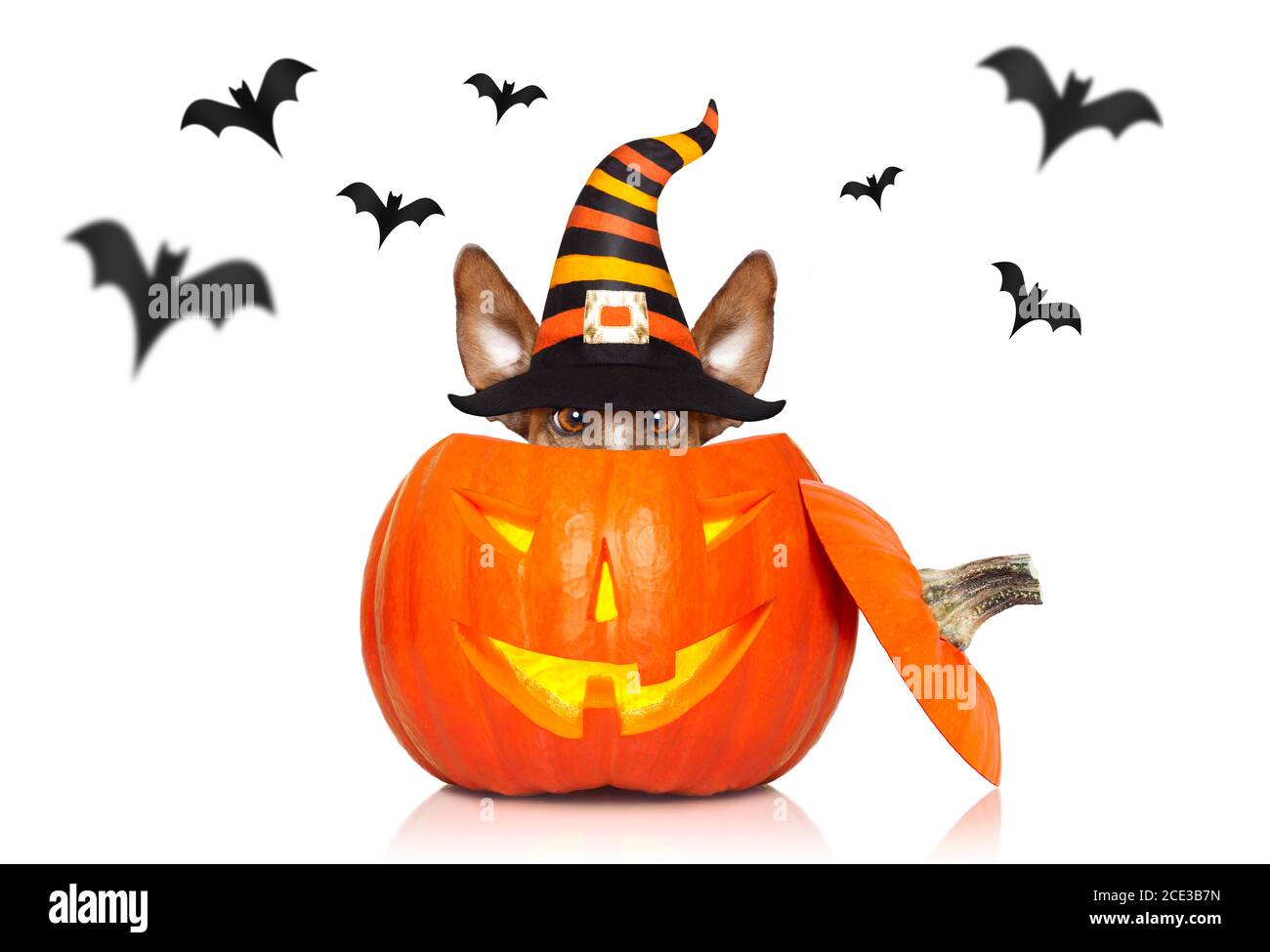 Scary ghost dog dog Cut Out Stock Images & Pictures - Alamy