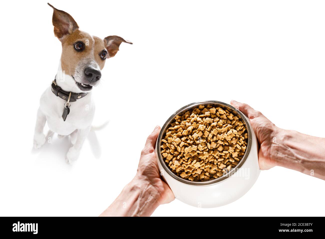 Jack russell terrier curious Cut Out Stock Images & Pictures - Alamy