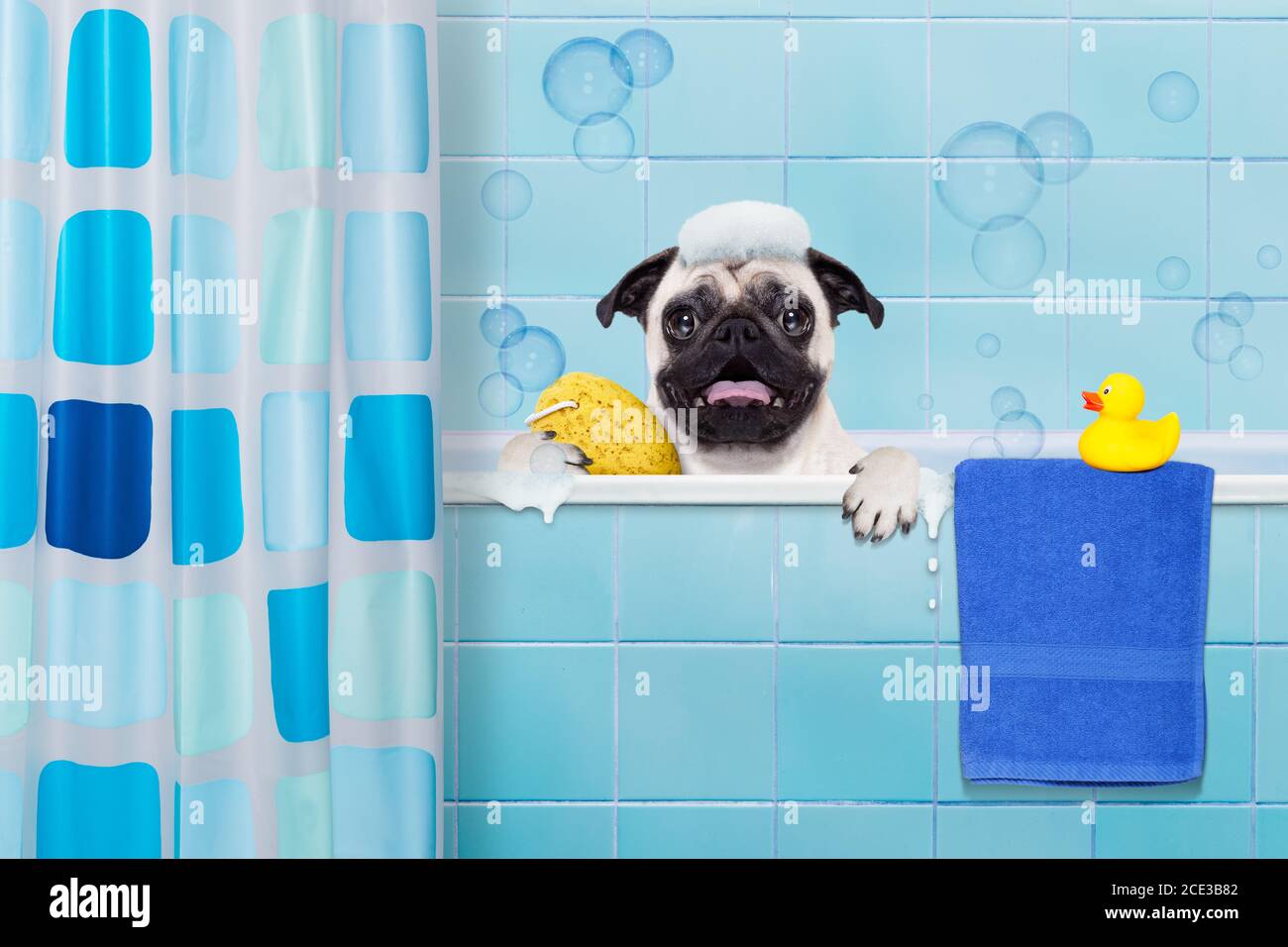 dog in shower Stock Photo - Alamy