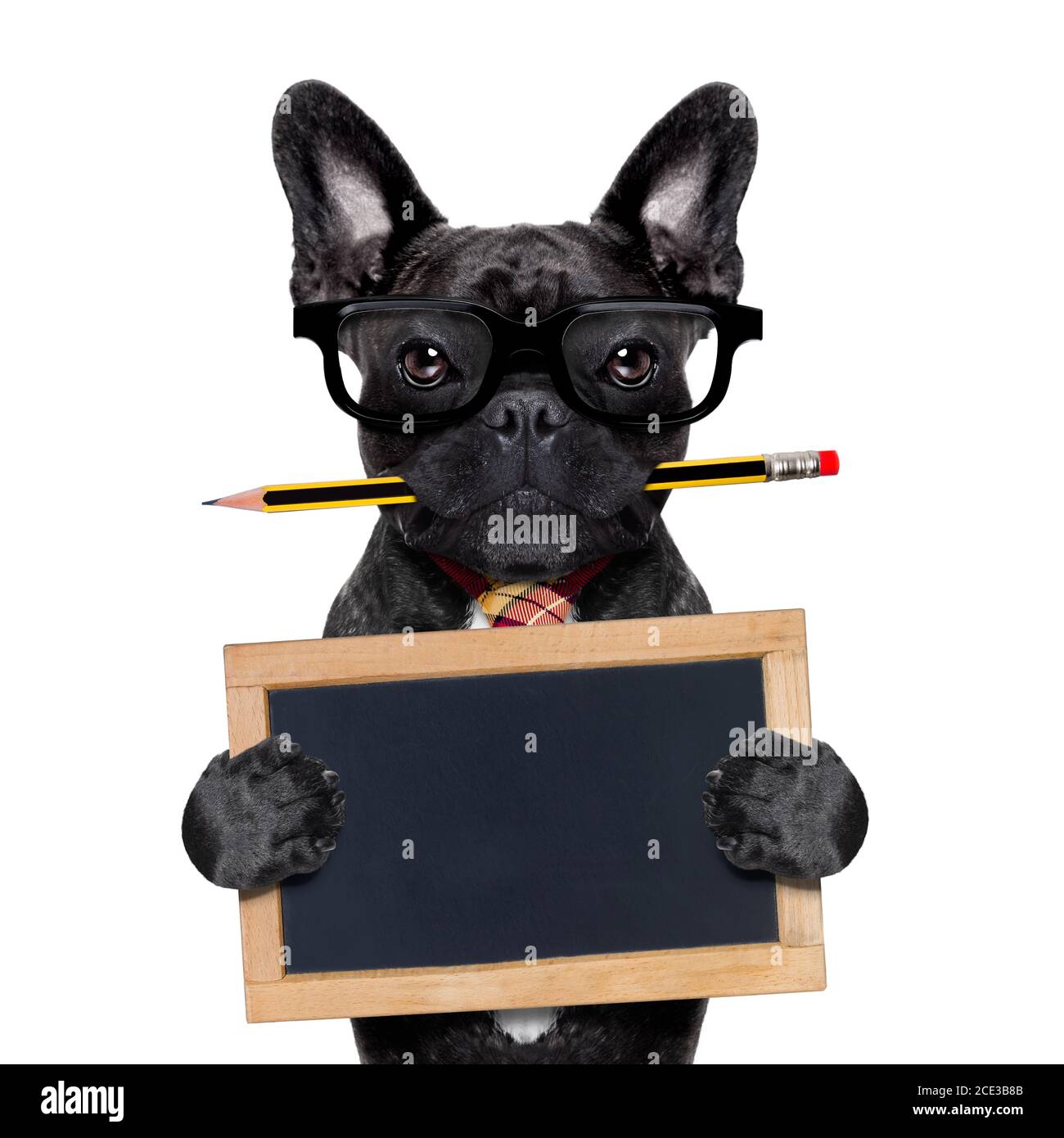 office worker dog Stock Photo - Alamy