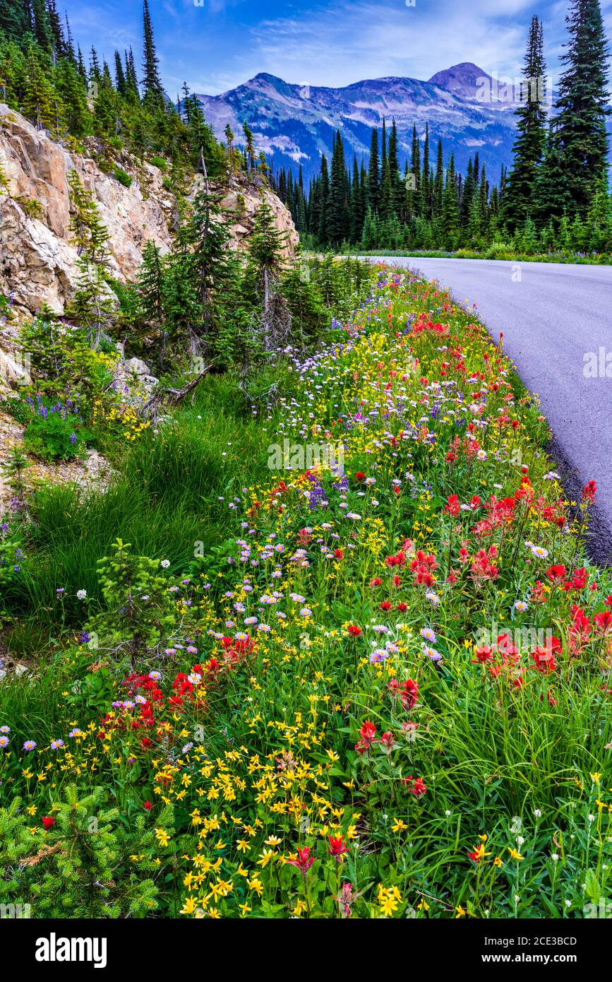 Summer roadside wildflowers on Mount Revelstoke, British Columbia ...