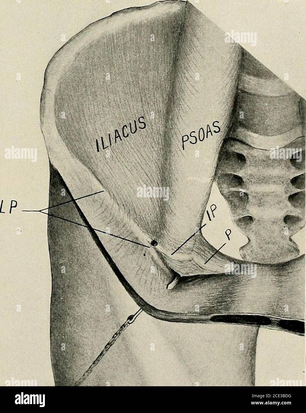 Pectineal ligament hi-res stock photography and images - Alamy