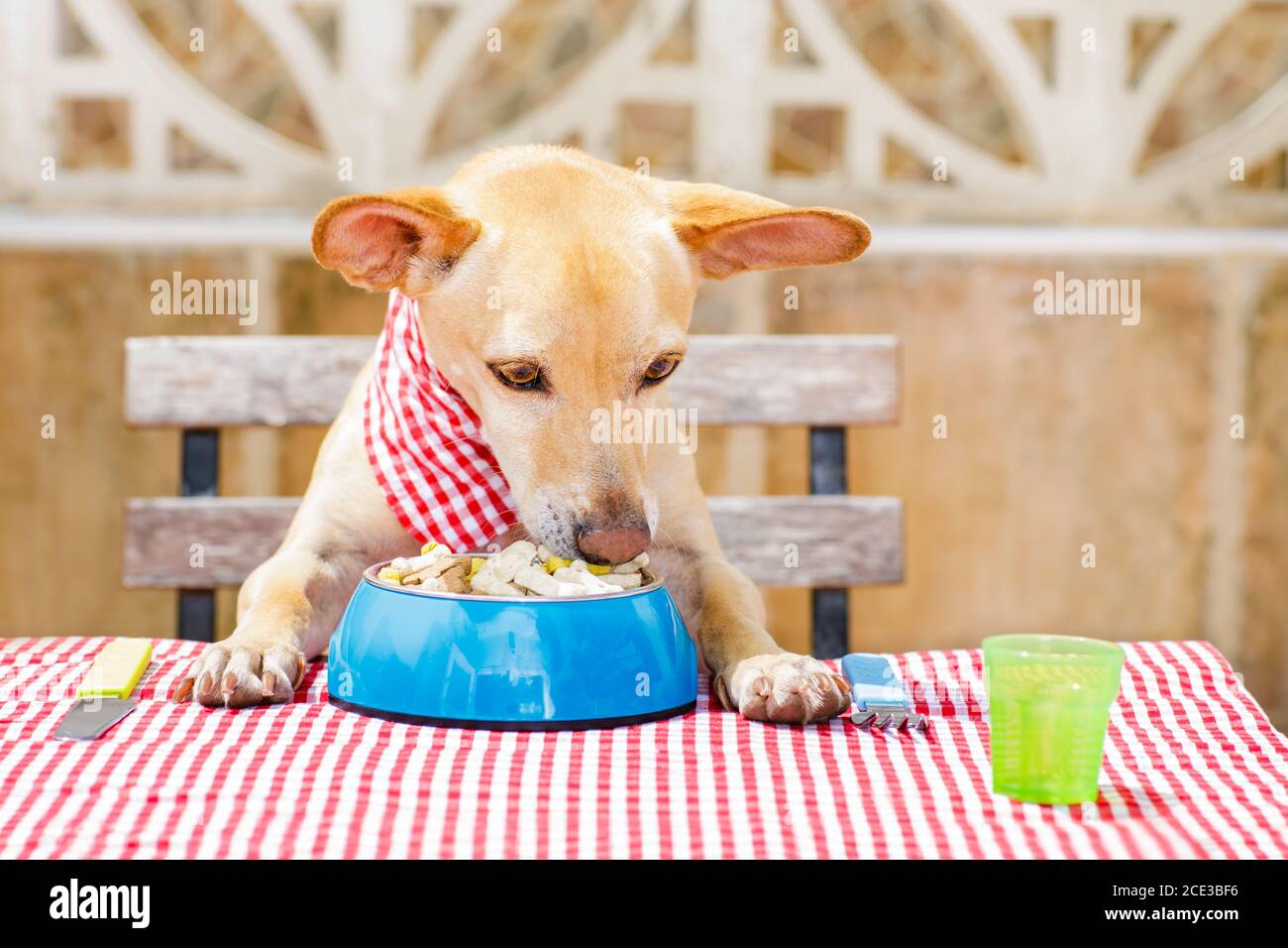 dog eating a the table with food bowl Stock Photo - Alamy