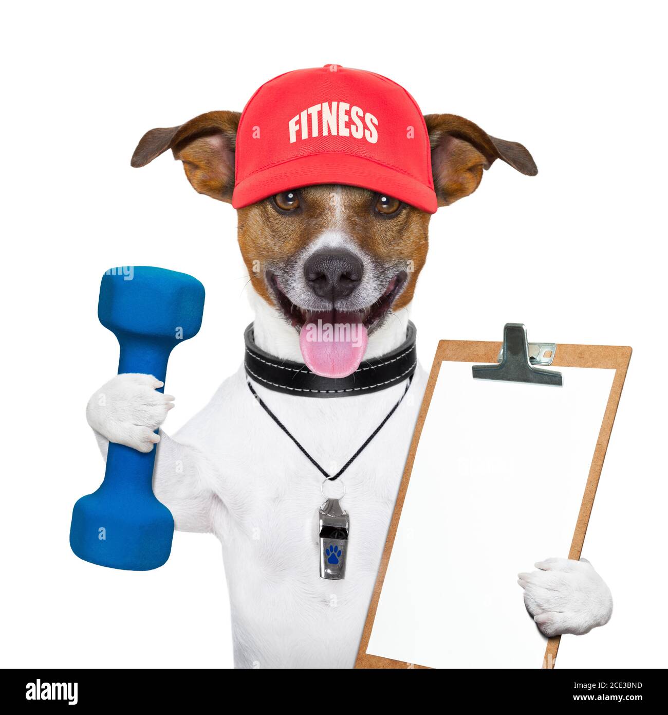 Canine fitness hi-res stock photography and images - Alamy