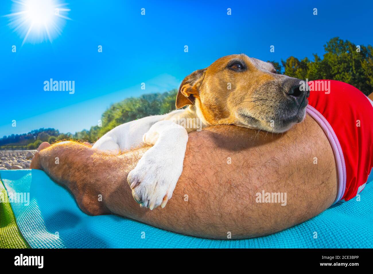 dog and owner siesta at beach Stock Photo - Alamy