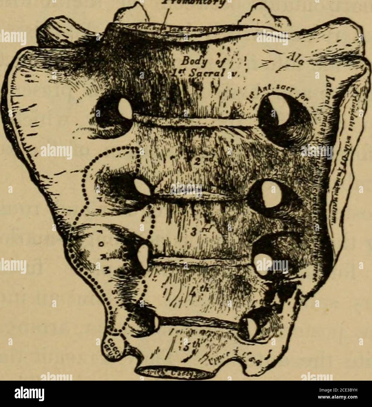 Bending trunk position hi-res stock photography and images - Alamy