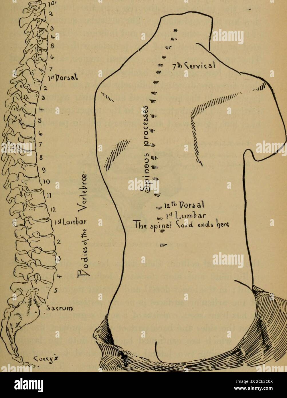 . A treatise on practical anatomy: for students of anatomy and surgery ...