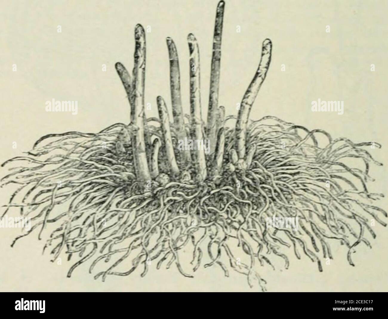 Matted roots hi-res stock photography and images - Alamy