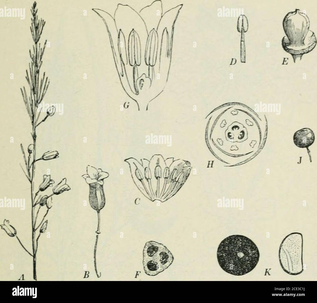 Matted roots hi-res stock photography and images - Alamy