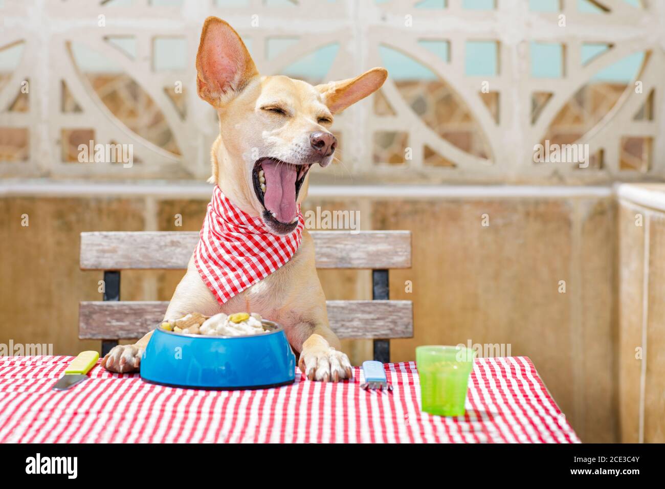 dog eating a the table with food bowl Stock Photo - Alamy