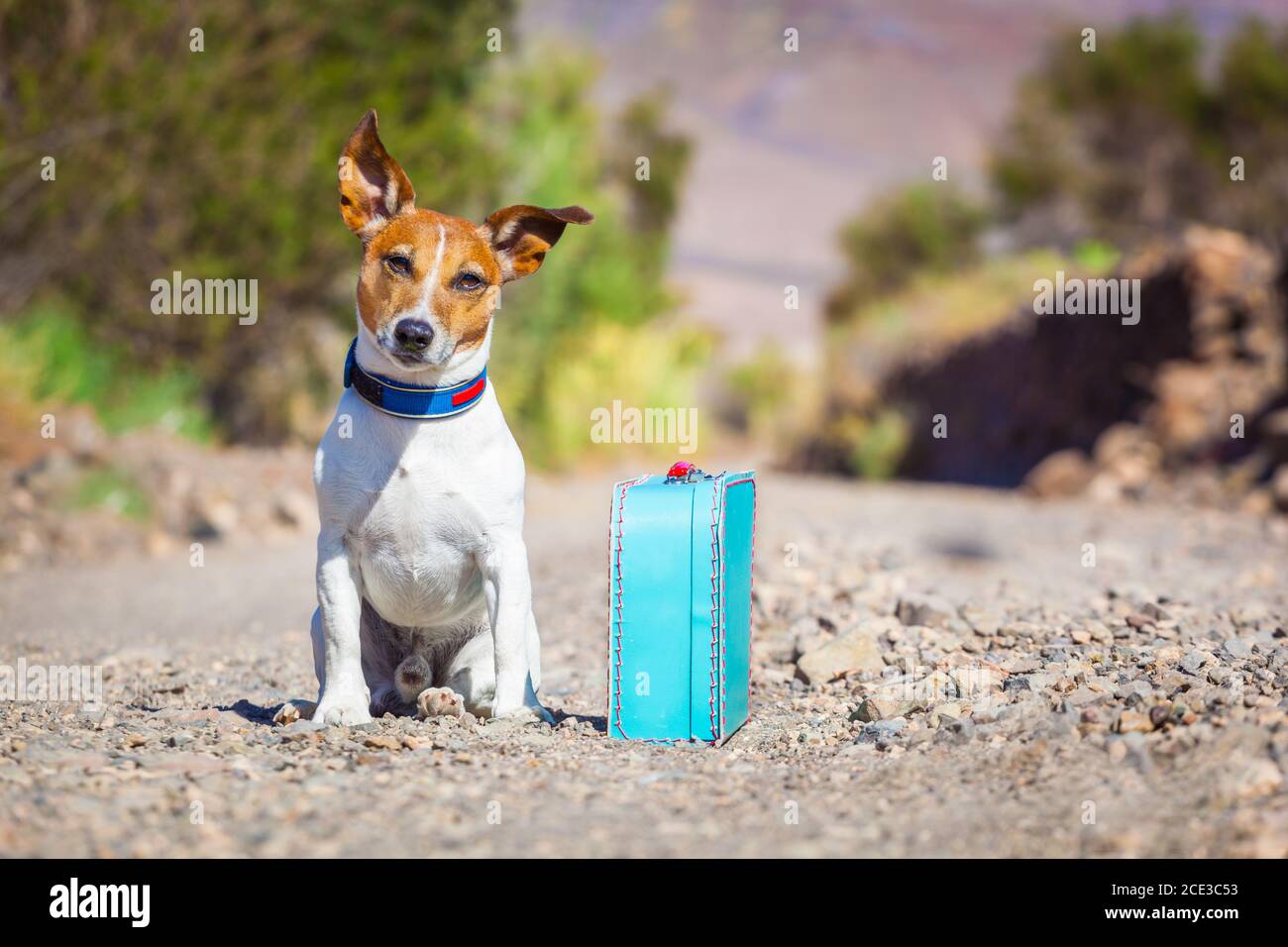 abandoned and lost dog Stock Photo - Alamy