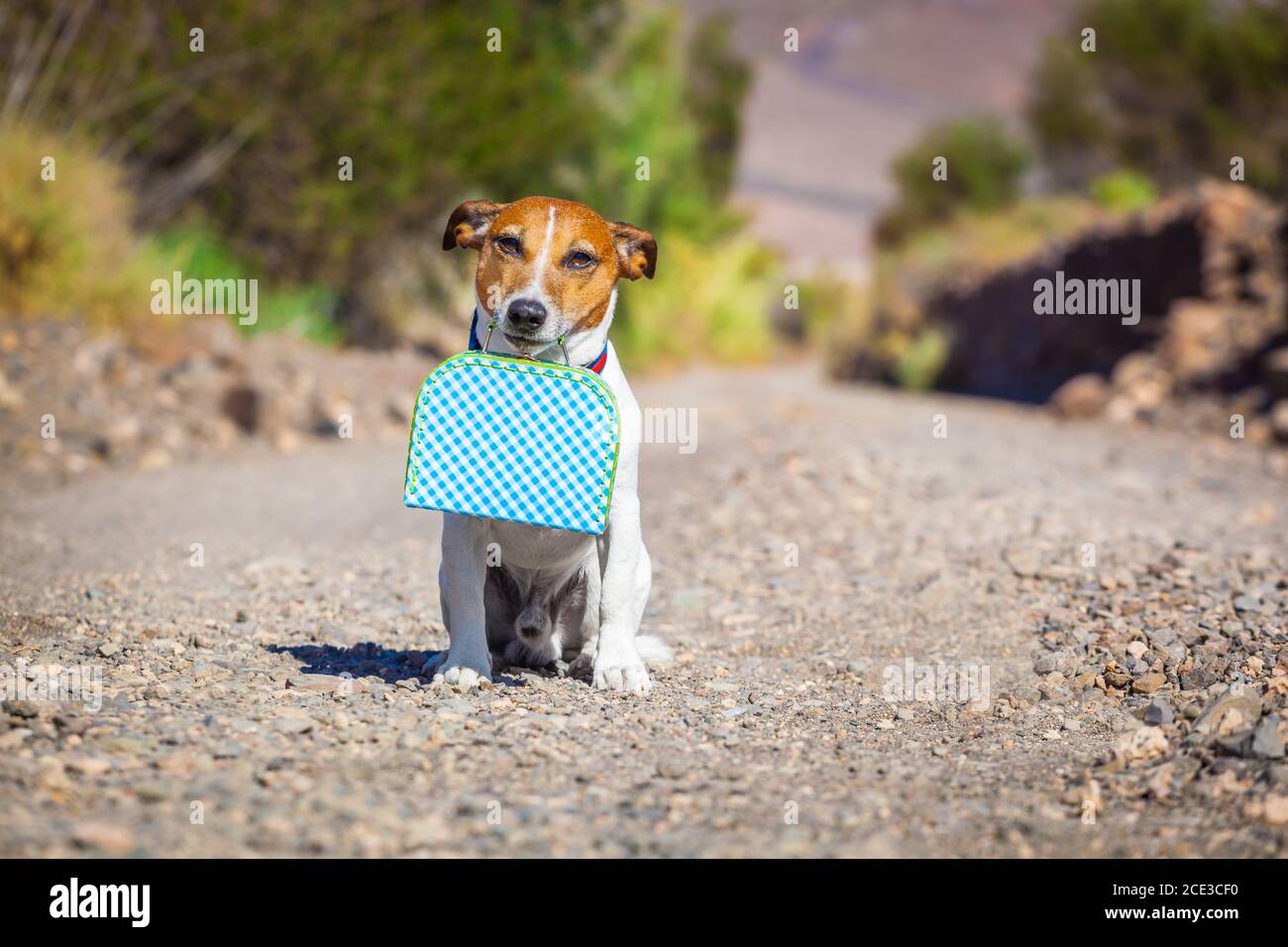 abandoned and lost dog Stock Photo - Alamy