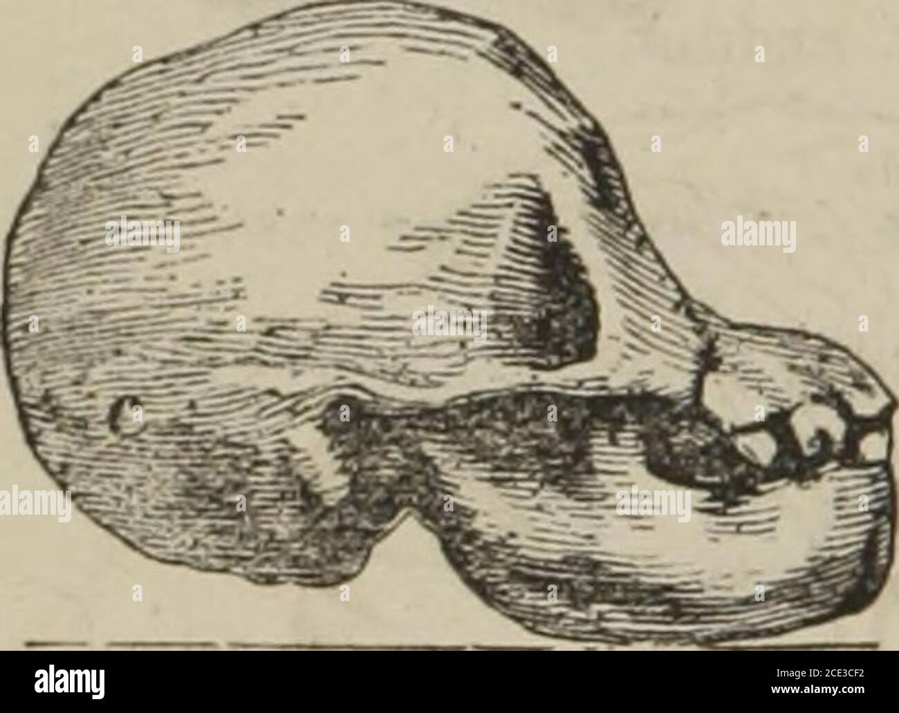 Phrenology chart hi-res stock photography and images - Alamy