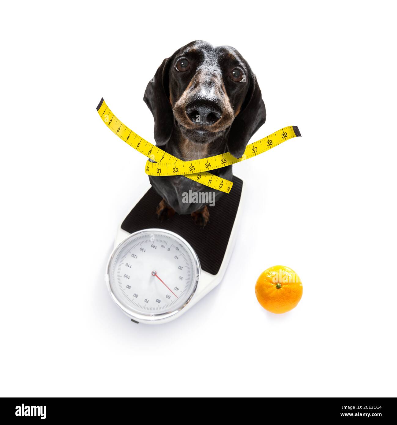 dog on scale , with overweight Stock Photo - Alamy