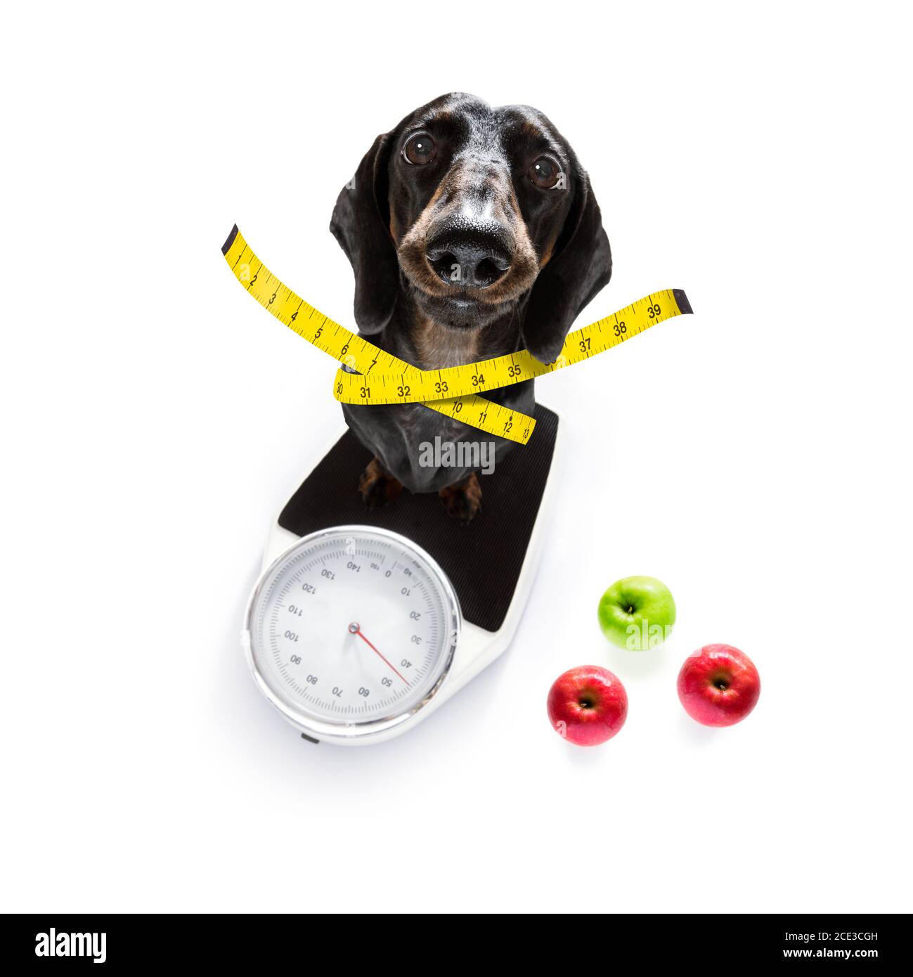 dog on scale , with overweight Stock Photo - Alamy