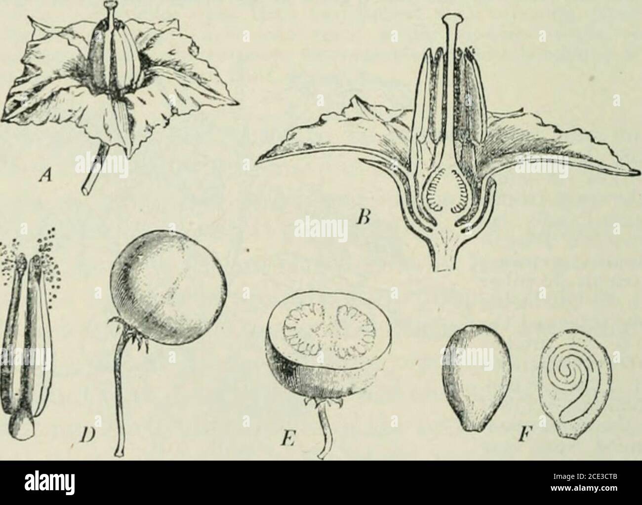 Potato Flower Diagram