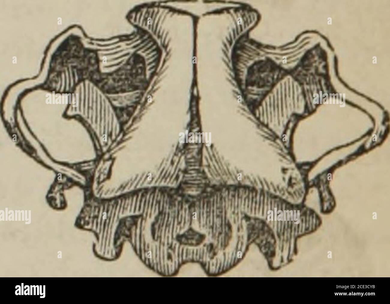 . The illustrated self-instructor in phrenology and physiology : with ...