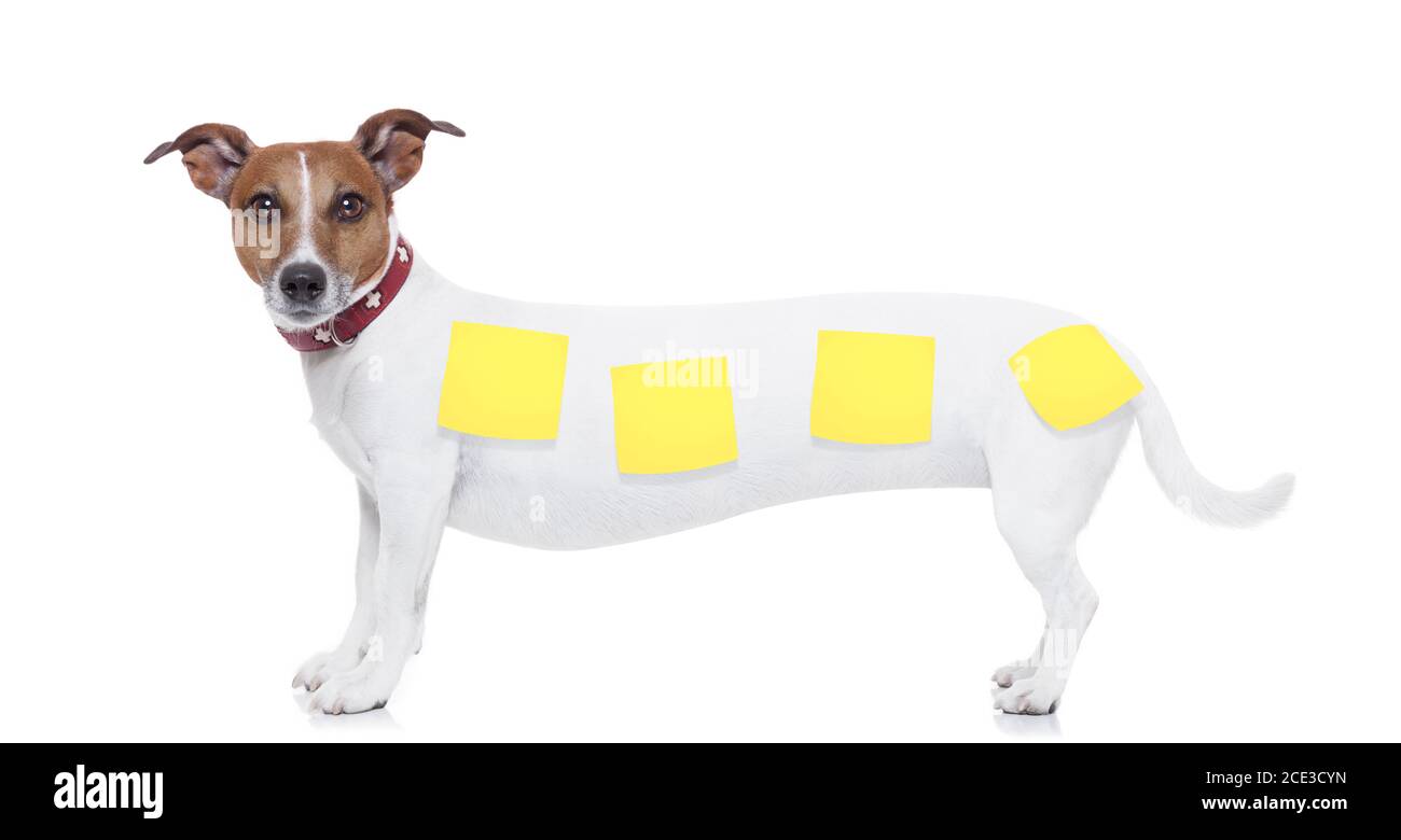 very long dog Stock Photo - Alamy