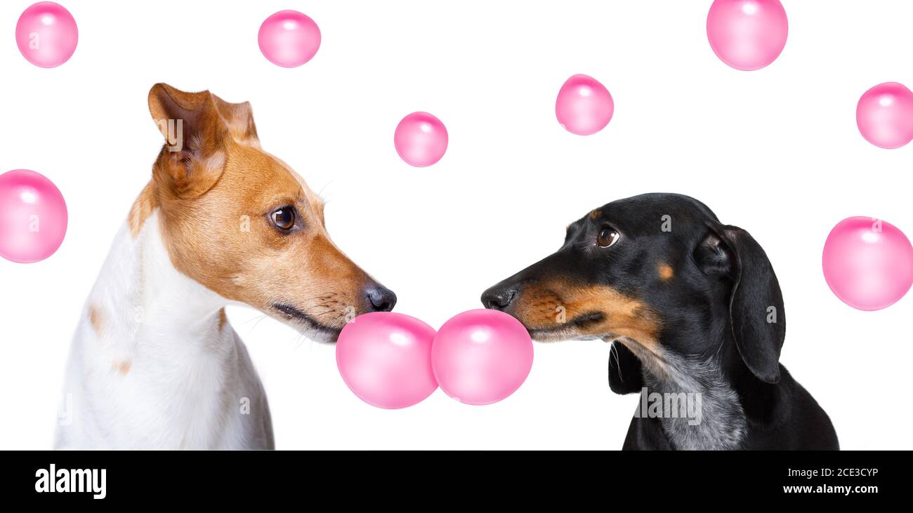 couple of dogs in love, chewing bubble gum Stock Photo - Alamy
