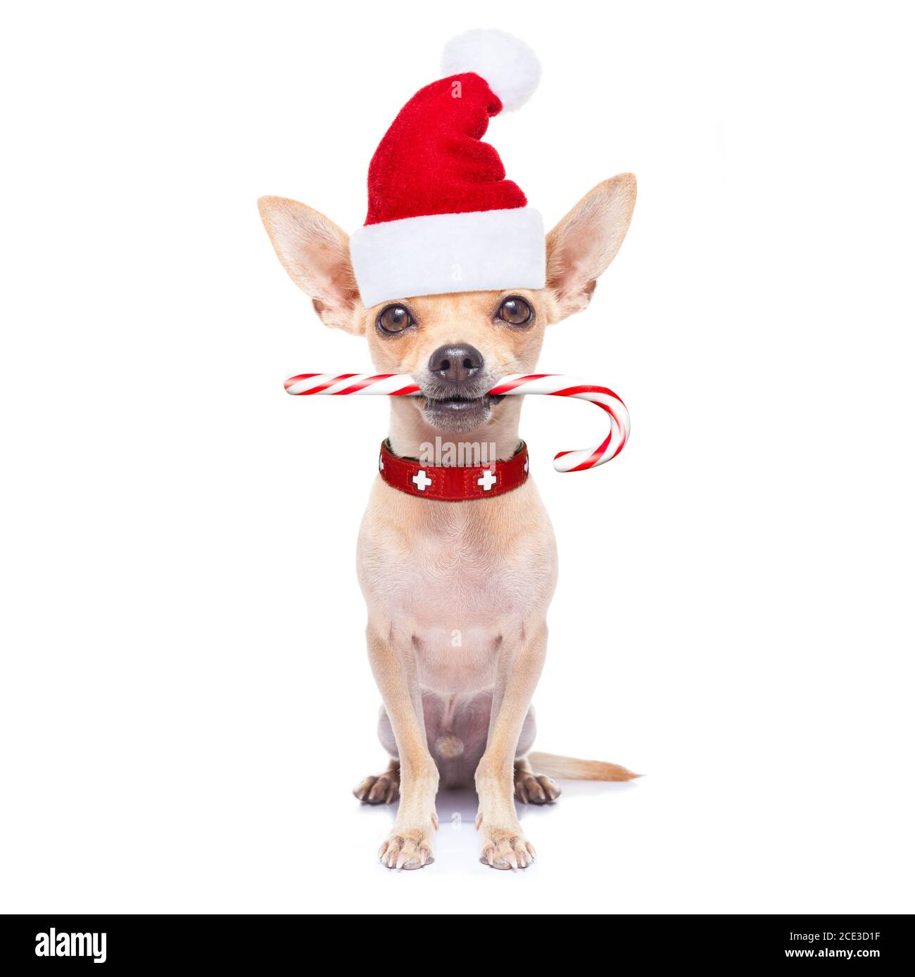 christmas dog as santa claus Stock Photo - Alamy