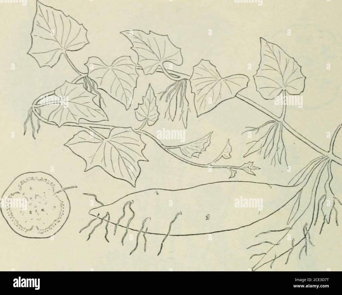 . Plants and their uses; an introduction to botany . gs. 51-53.—The ...