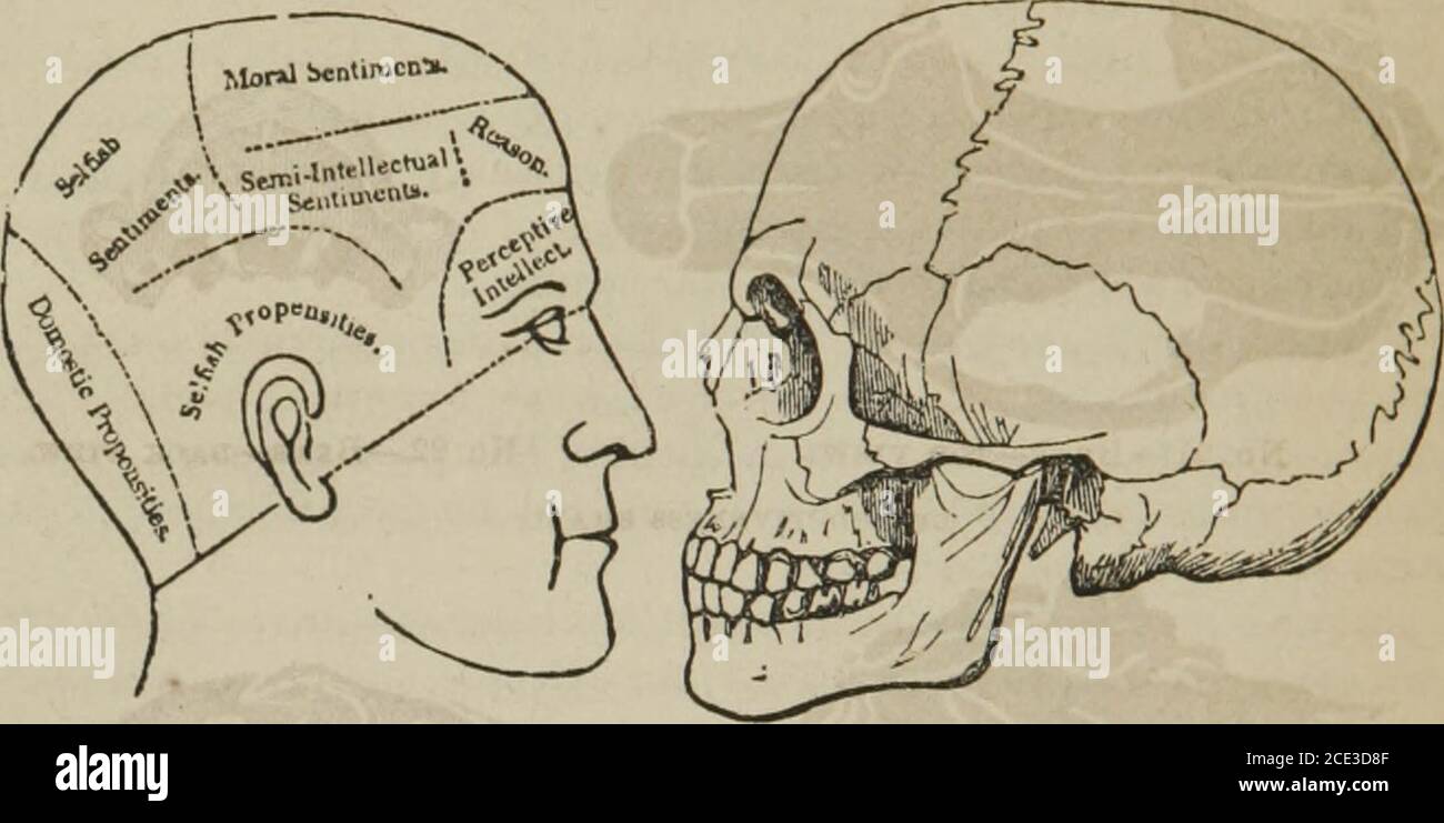Phrenology head chart hi-res stock photography and images - Alamy