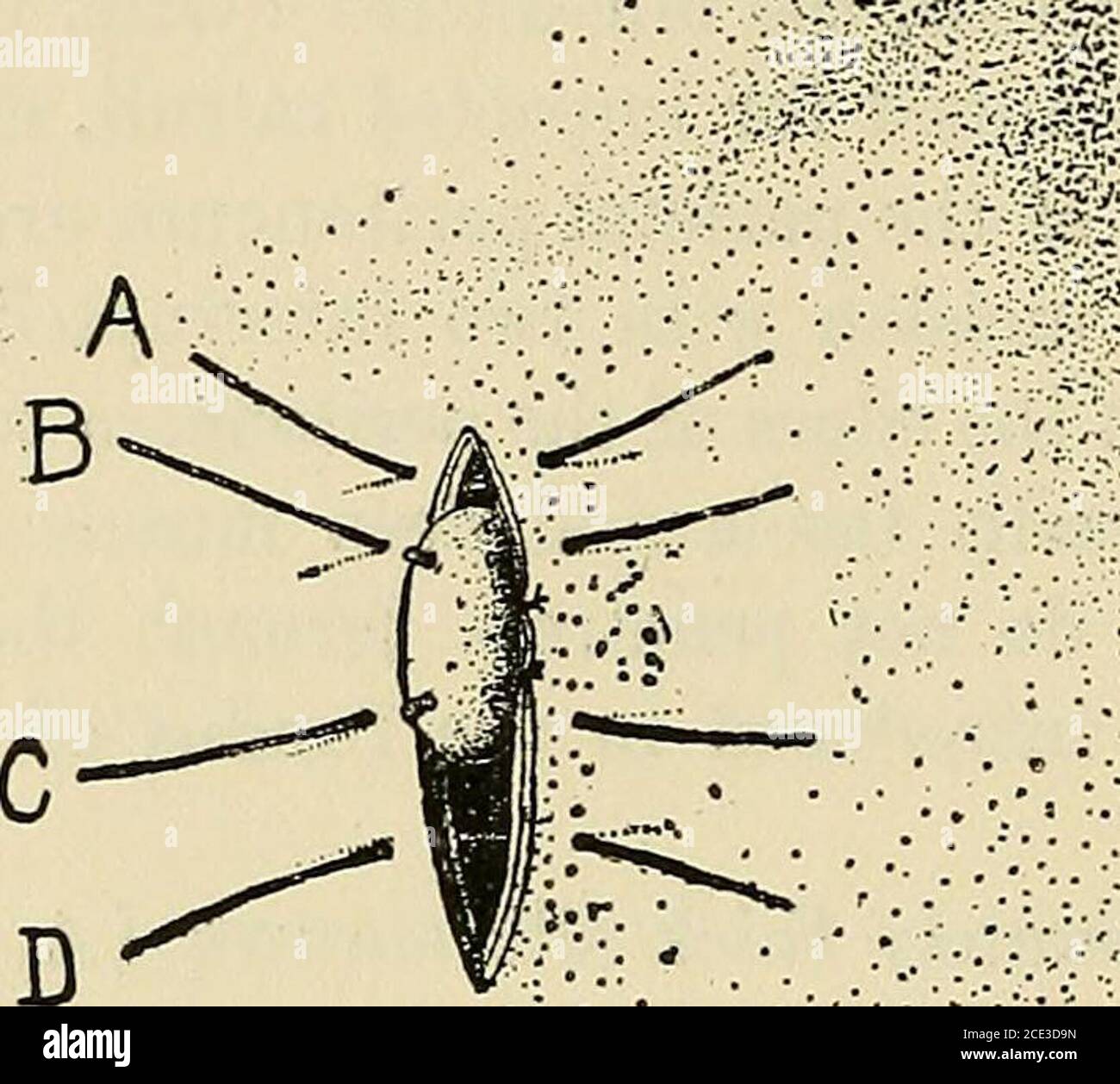 . Operative surgery, for students and practitioners . middle sutures (B ...