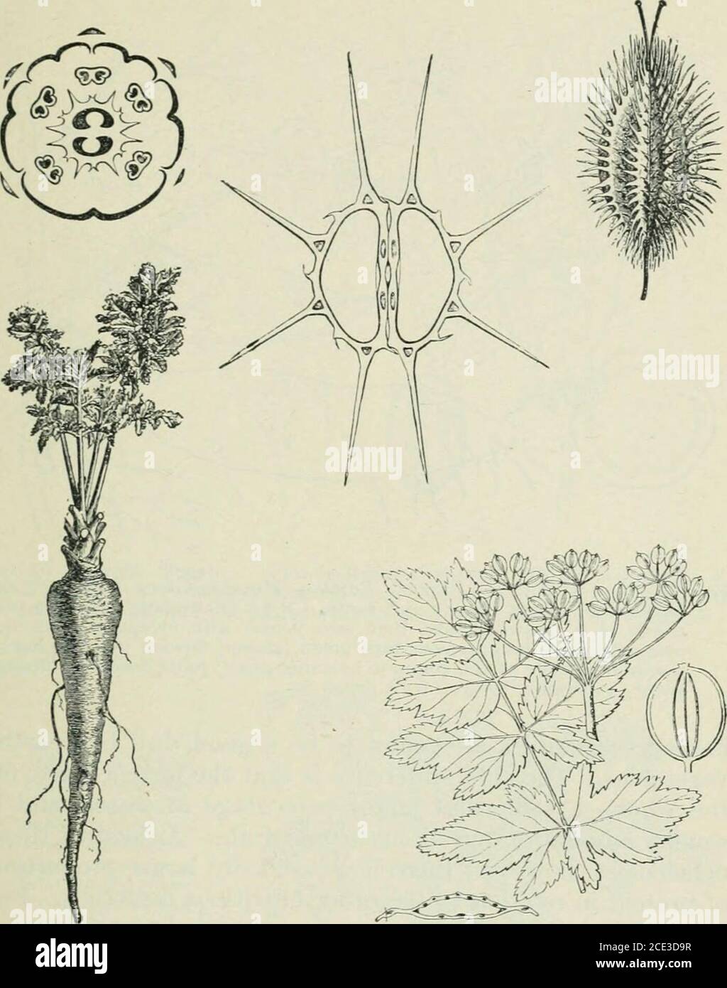 . Plants and their uses; an introduction to botany . Fig. 49.—Carrot ...