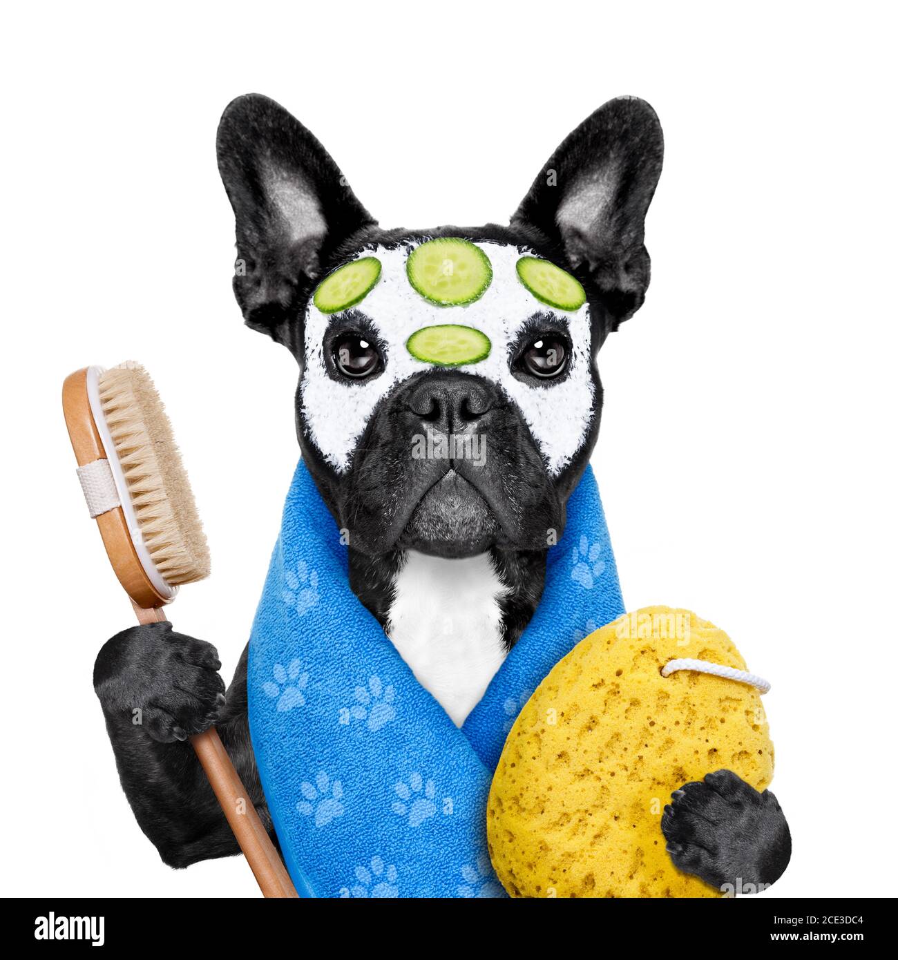 dog spa wellness Stock Photo - Alamy