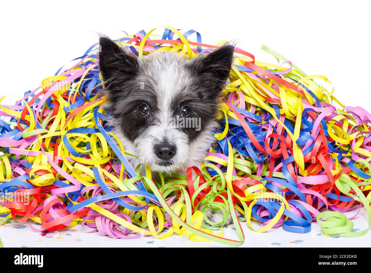 party celebration dog Stock Photo - Alamy