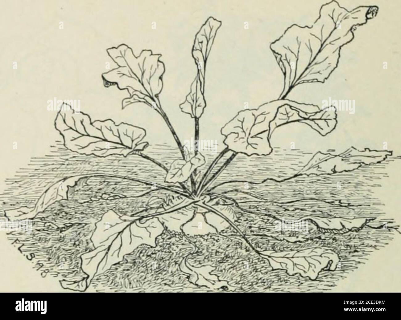 . Plants and their uses; an introduction to botany . .>>5^ Fig. 40 ...