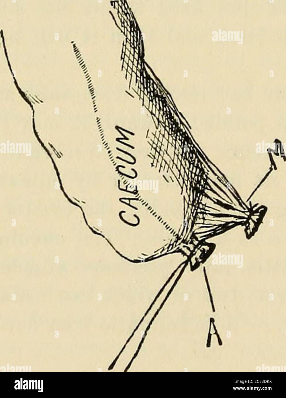 Meso Appendix High Resolution Stock Photography and Images - Alamy