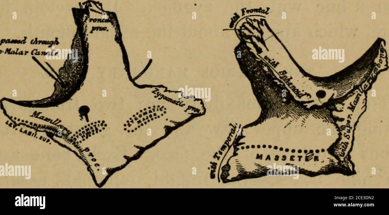 . A treatise on practical anatomy: for students of anatomy and surgery ...