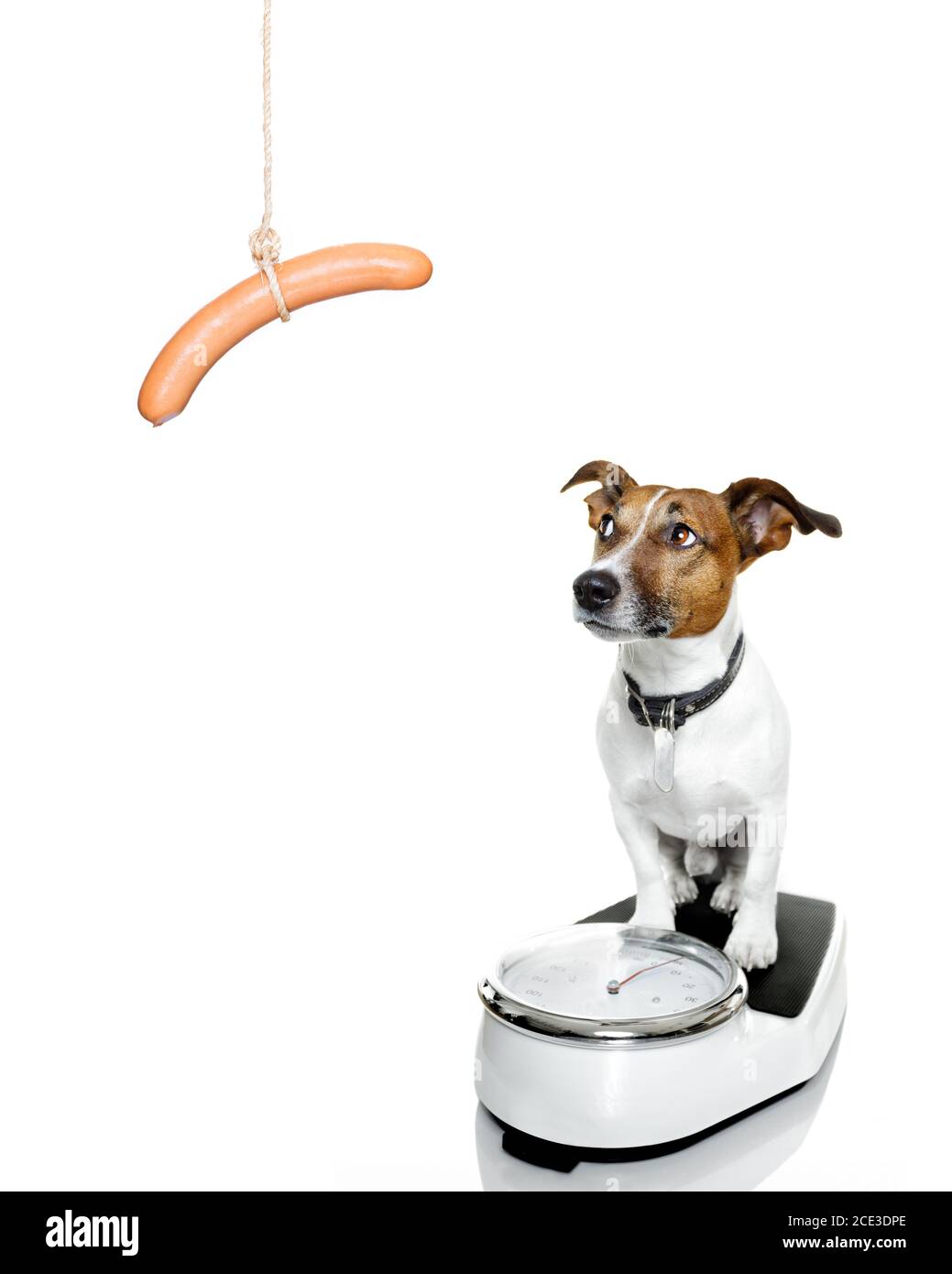 dog on scale , with overweight Stock Photo - Alamy