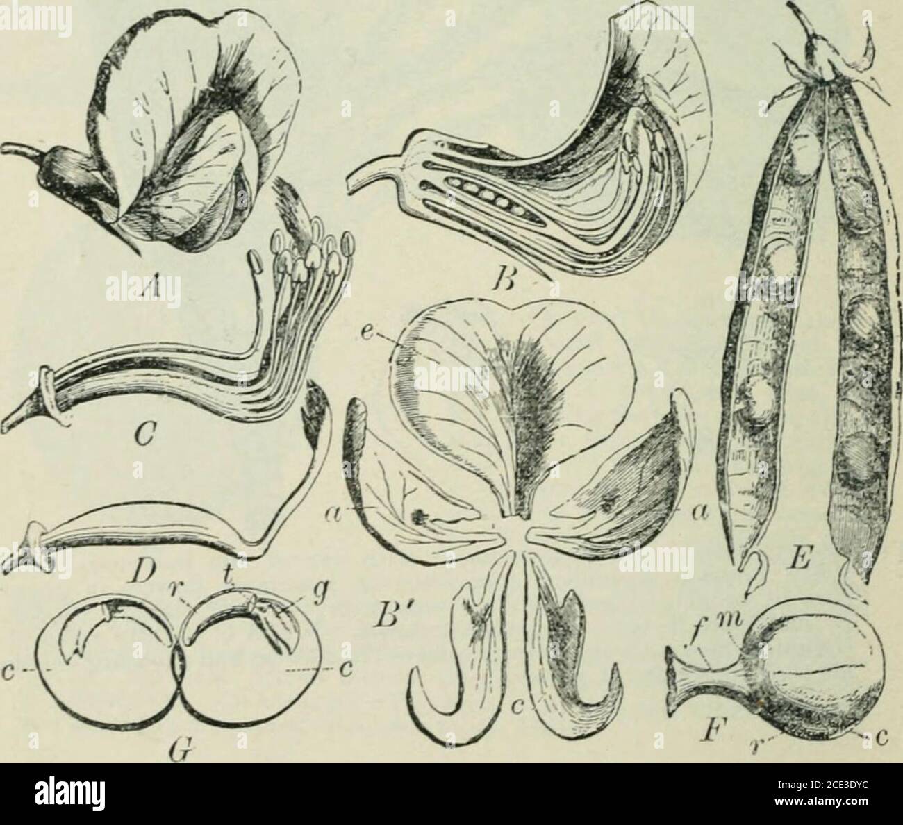 . Plants and their uses; an introduction to botany . Fig. 37.—Pea ...