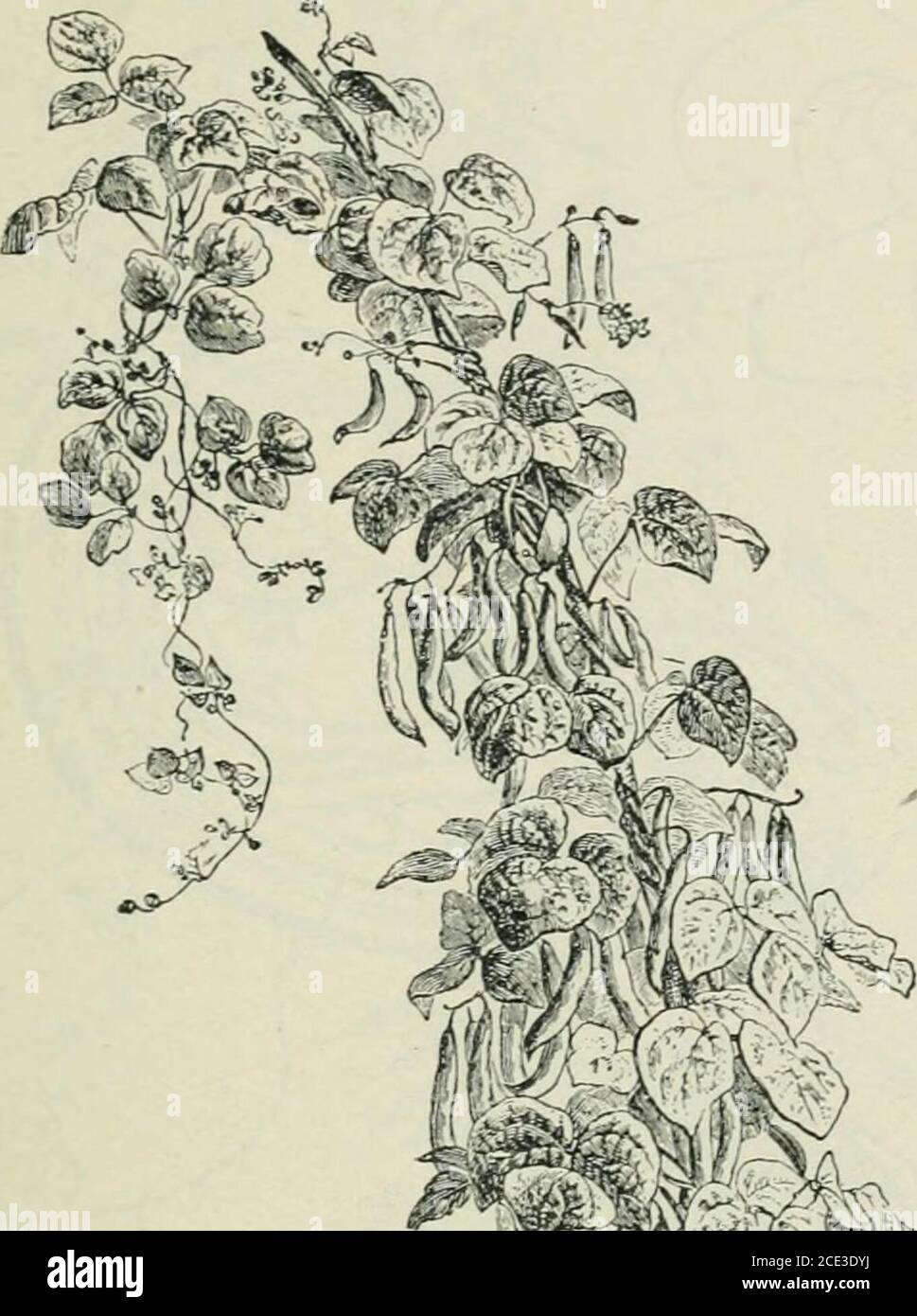 . Plants and their uses; an introduction to botany . VARIOUS FOOD ...