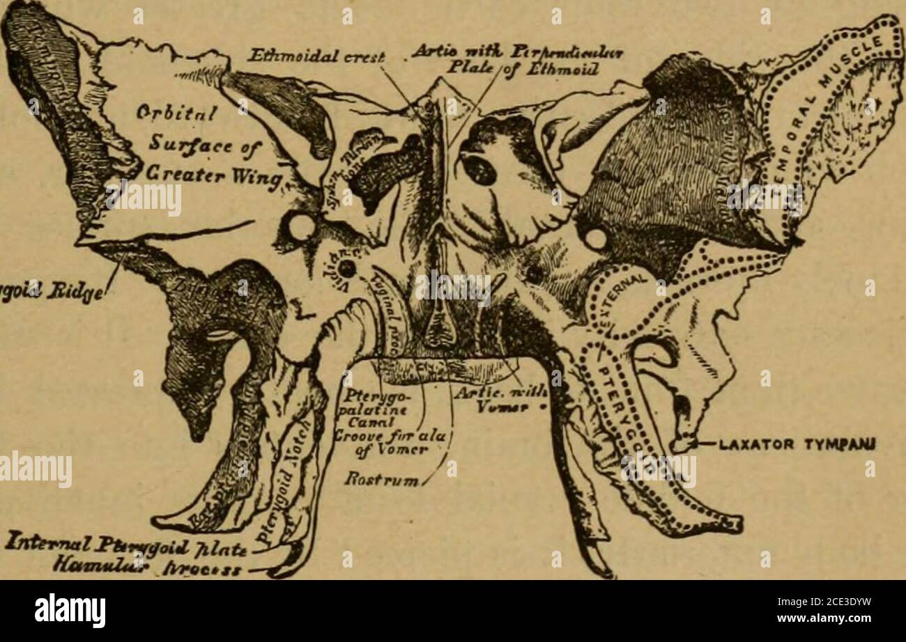 . A treatise on practical anatomy: for students of anatomy and surgery ...